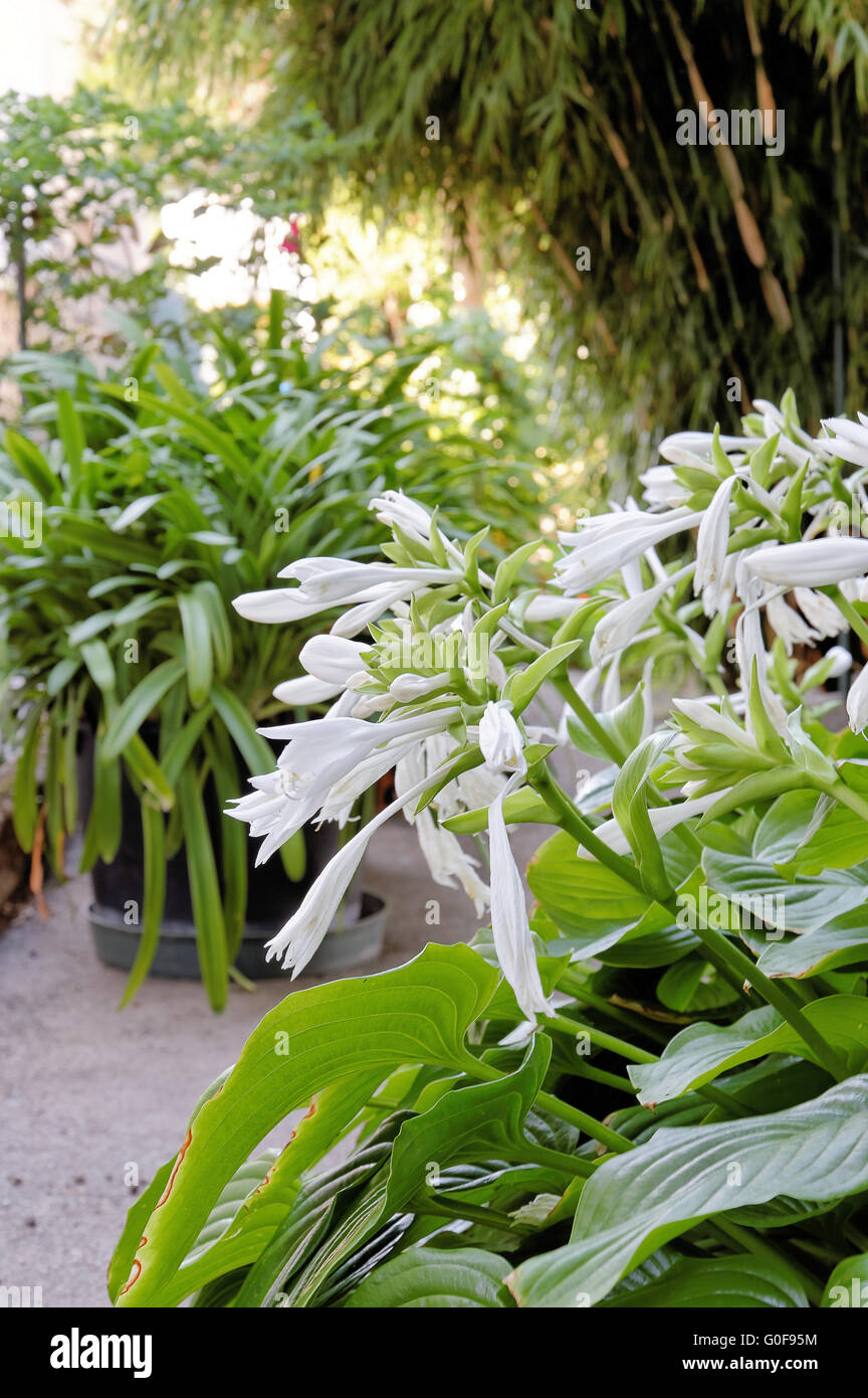 Flowering hostas hi-res stock photography and images - Alamy