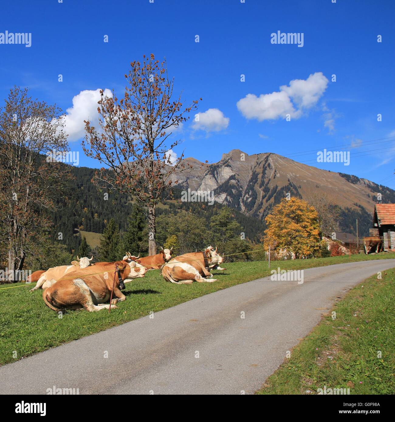 Resting Simmental cows in the Swiss Alps Stock Photo - Alamy