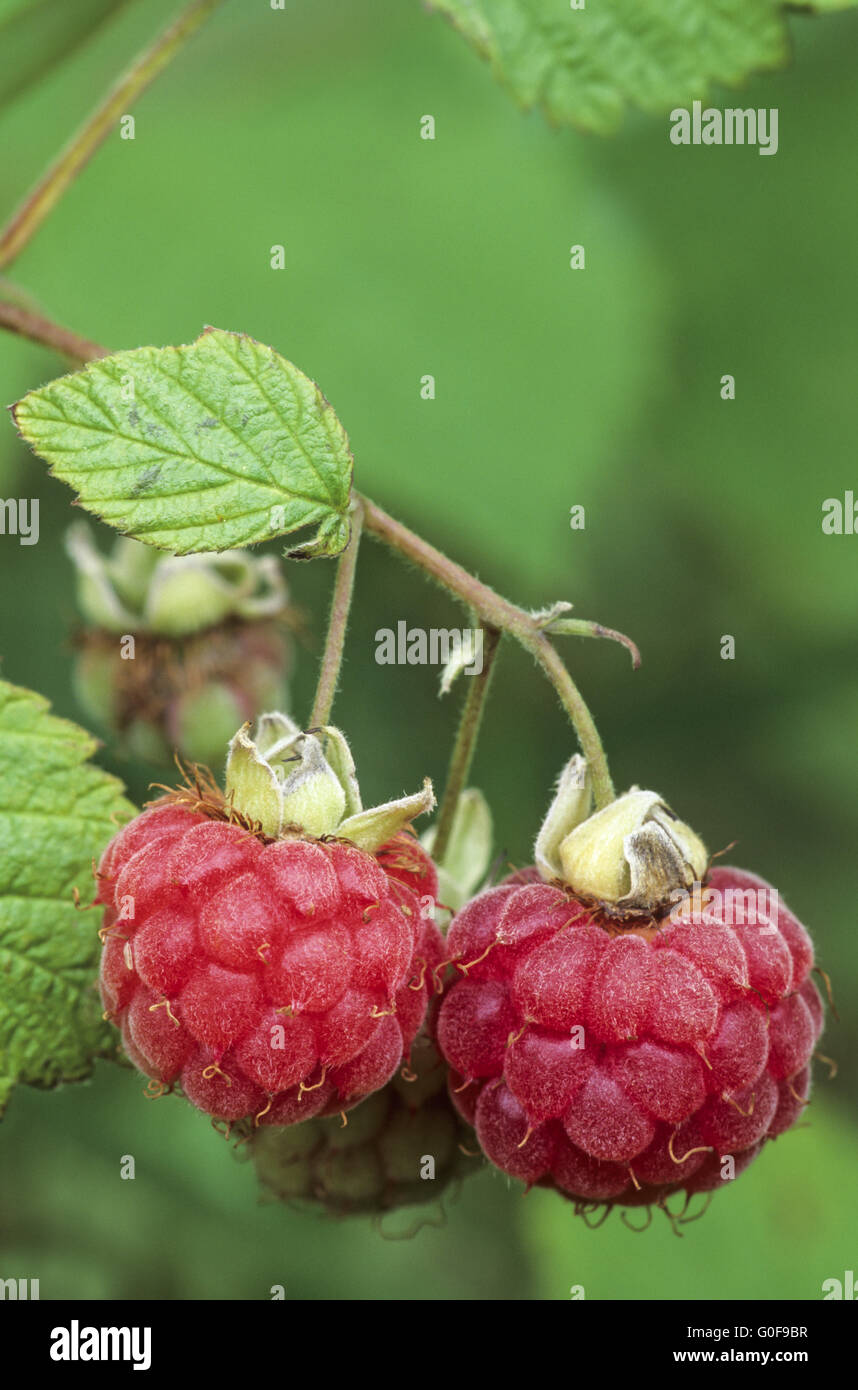 Raspberry the fruits have a sweet taste Stock Photo - Alamy