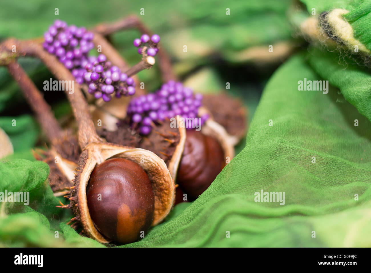Prickly shell hi-res stock photography and images - Alamy