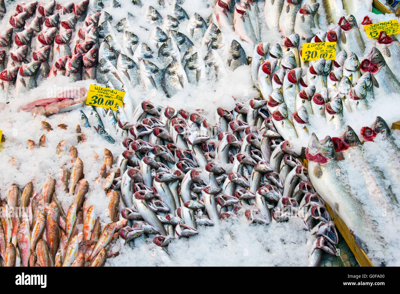 Plenty of fish hi-res stock photography and images - Alamy