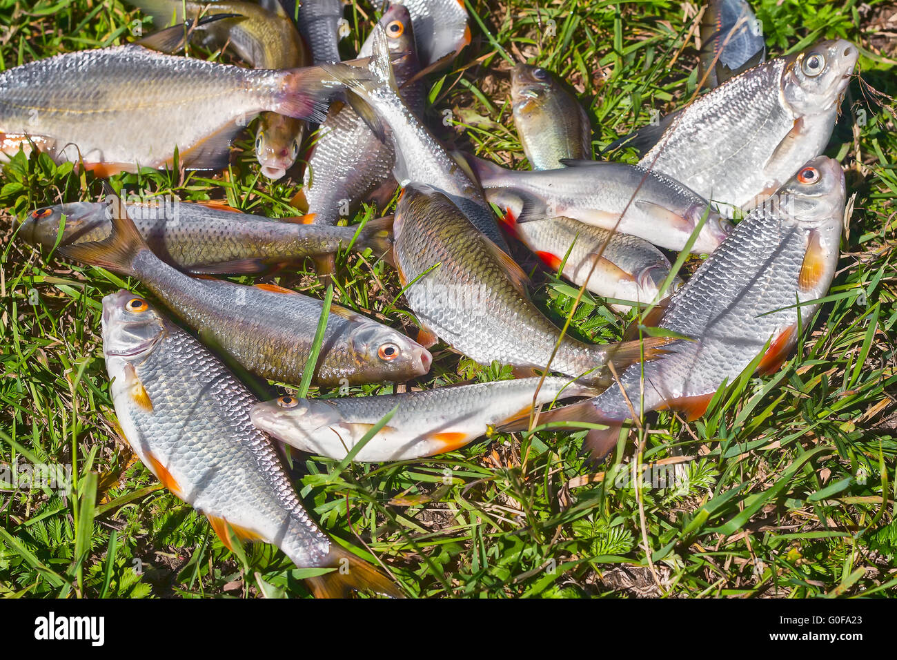 Caught in the river fresh fish Stock Photo - Alamy