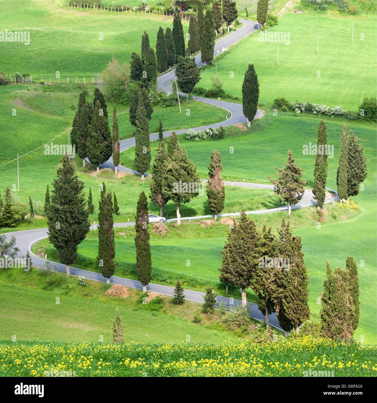 Sinuous plant hi-res stock photography and images - Alamy