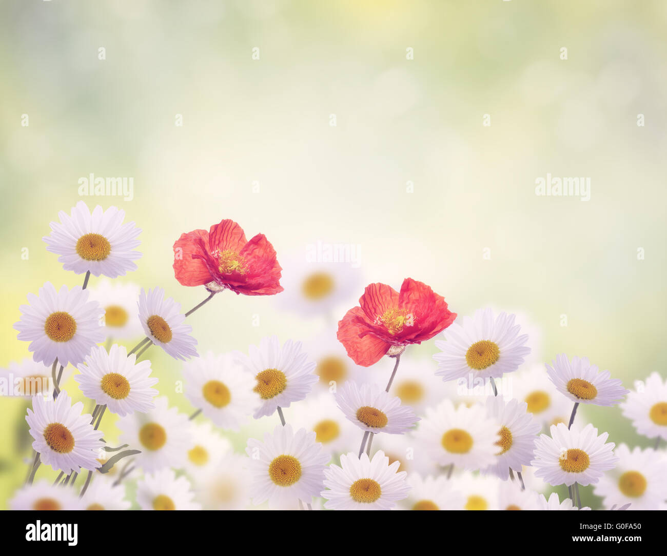 Daisy and Poppy Flowers Stock Photo - Alamy