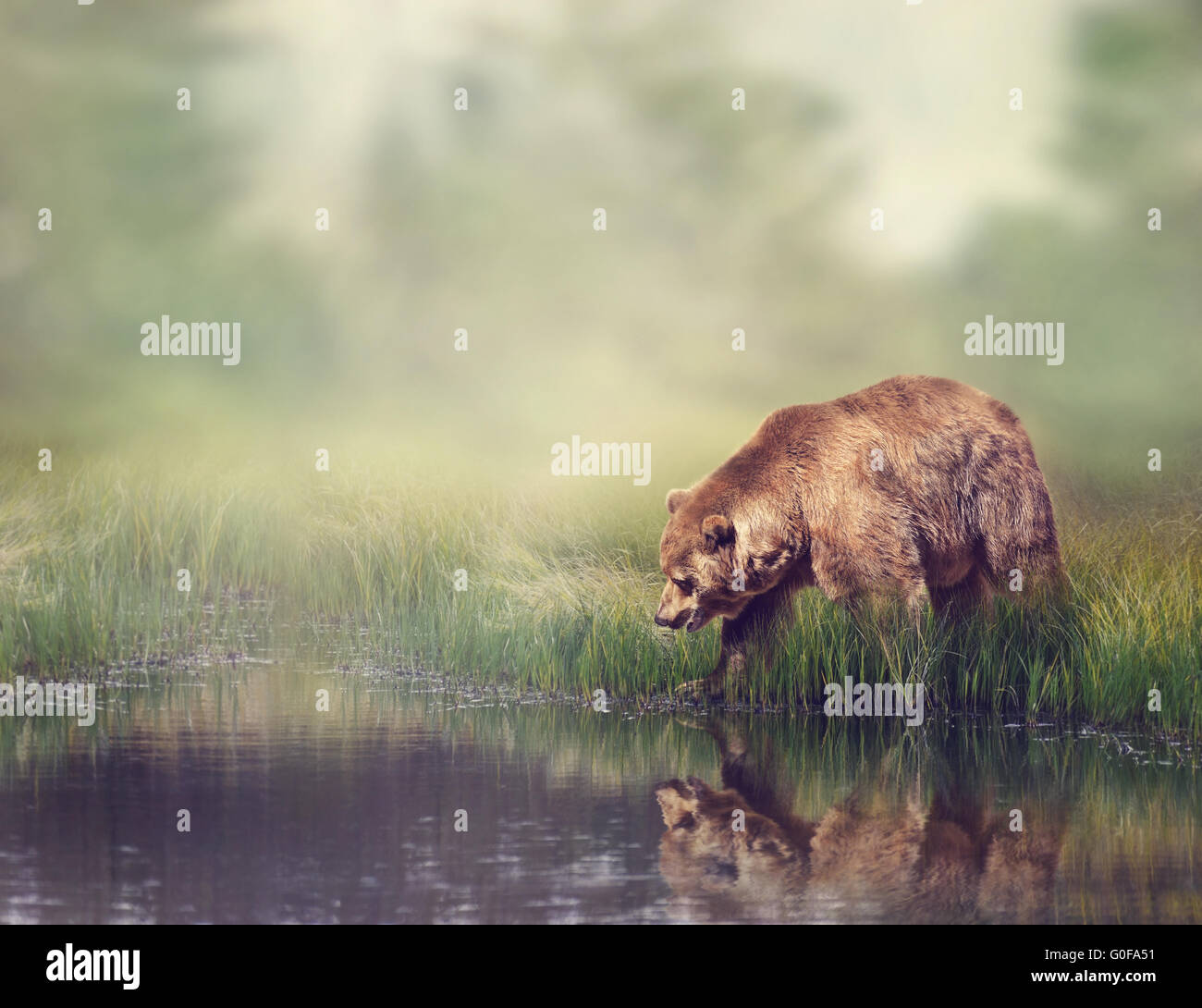 Brown Bear Near the Pond Stock Photo - Alamy