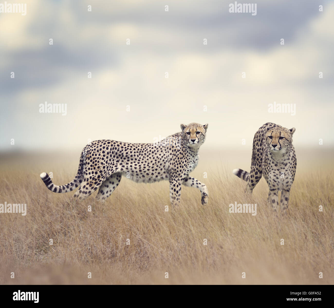 Two Cheetahs Walking Stock Photo - Alamy