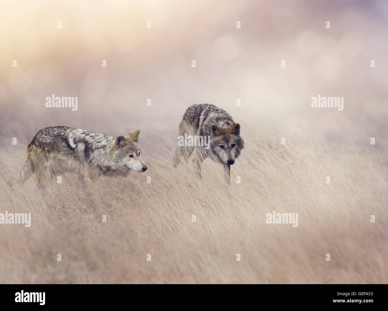 Sunrise with wolves hi-res stock photography and images - Alamy
