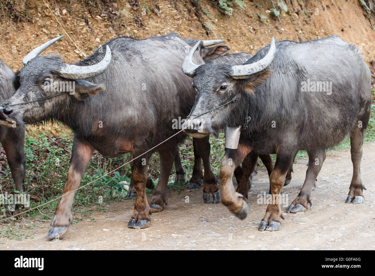 Domestic Asian Water Buffalos Stock Photo - Alamy