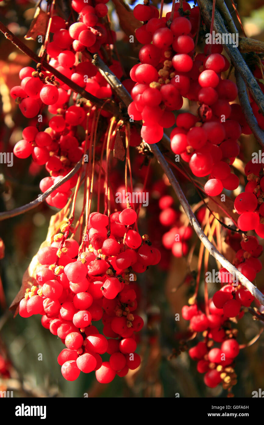 Fructus Schisandrae High Resolution Stock Photography and Images - Alamy