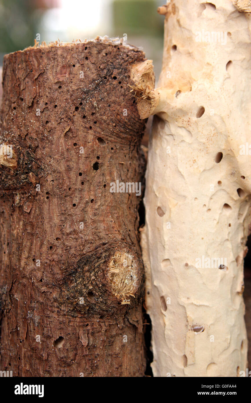 Wood worm hi-res stock photography and images - Alamy