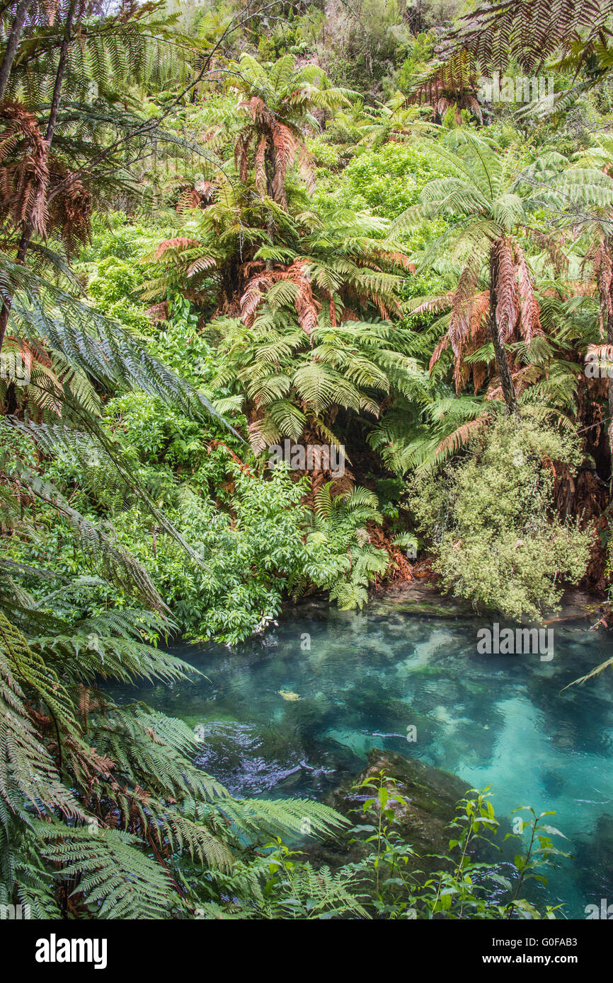 Native riverbank nature flora hi-res stock photography and images - Alamy