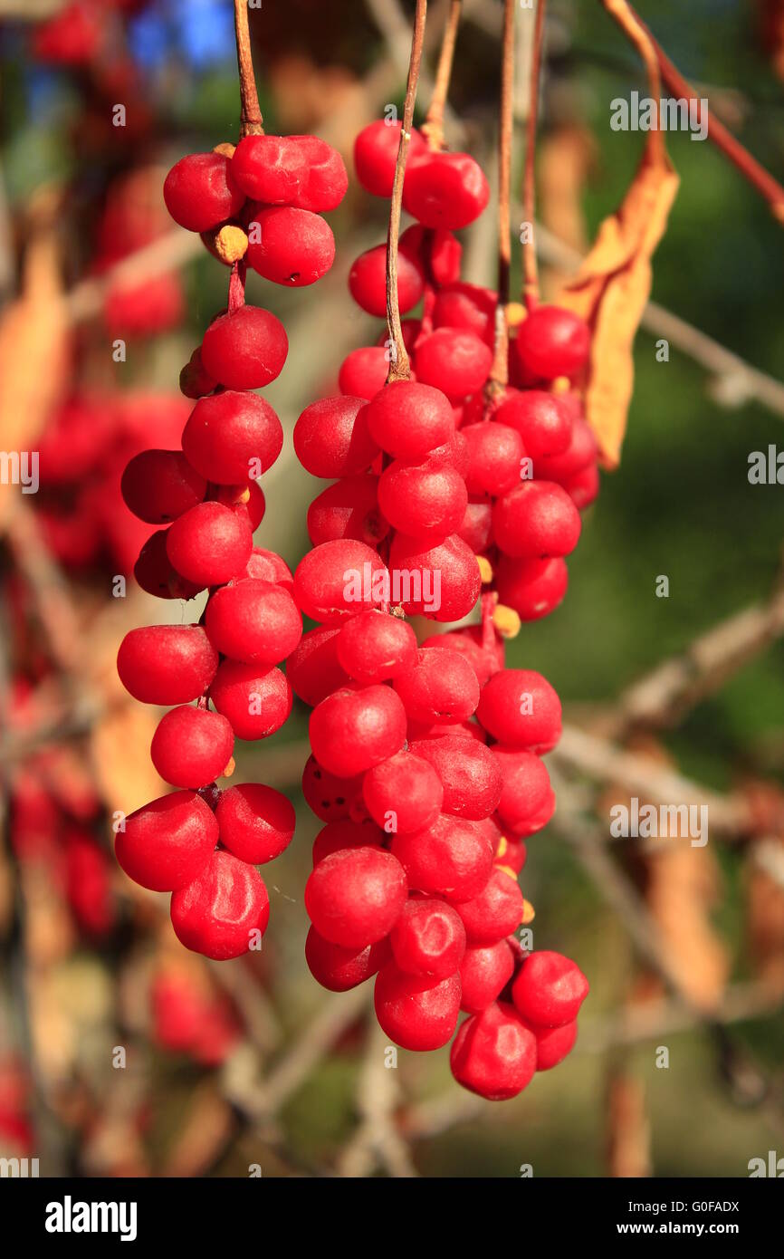 Fructus schisandrae hi-res stock photography and images - Alamy