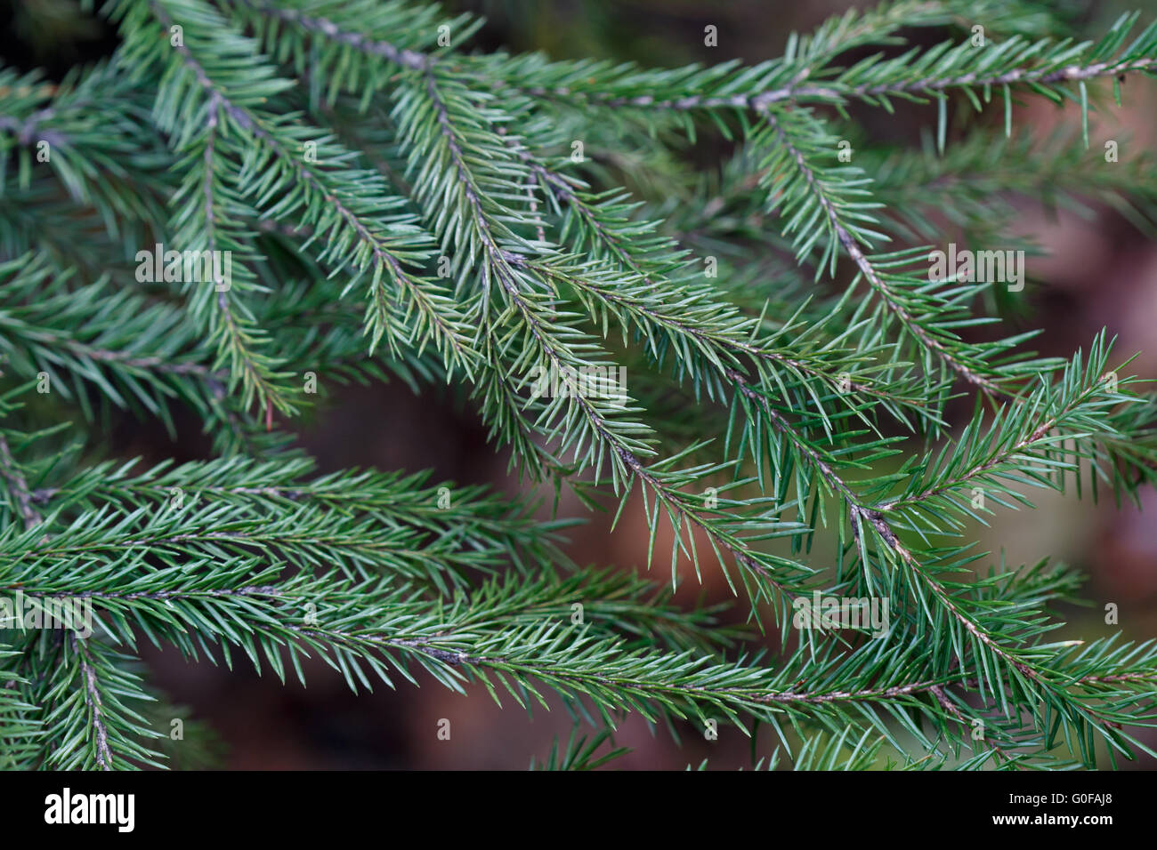 Spruce tree close-up Stock Photo - Alamy