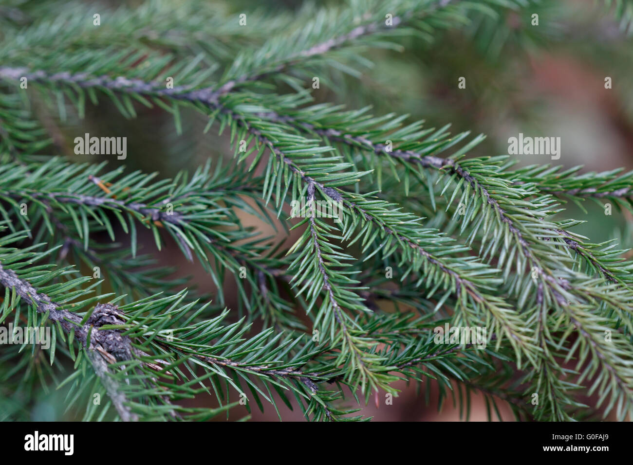 Spruce tree close-up Stock Photo - Alamy