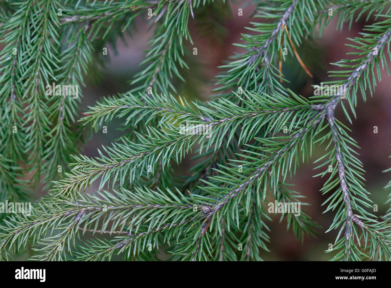Spruce tree close-up Stock Photo - Alamy