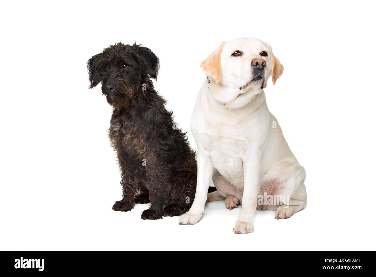 Size fluffy hi-res stock photography and images - Alamy