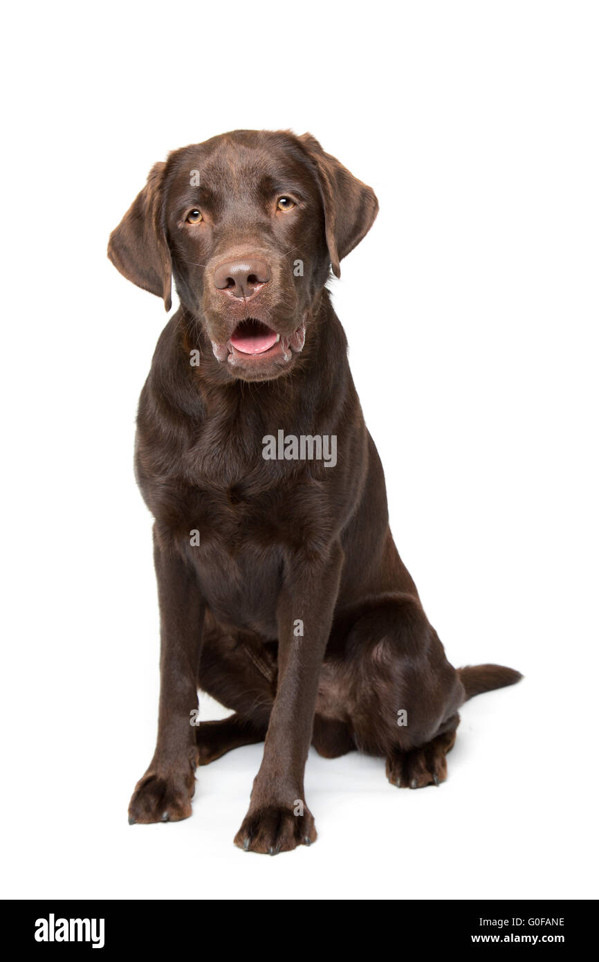Purebred chocolate lab hi-res stock photography and images - Alamy
