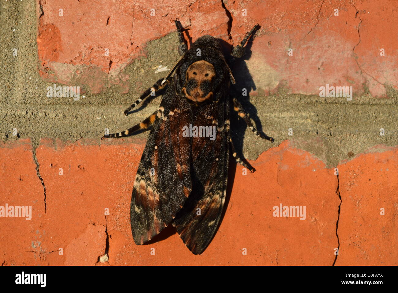 Butterfly Of Death Stock Photos & Butterfly Of Death Stock Images - Alamy