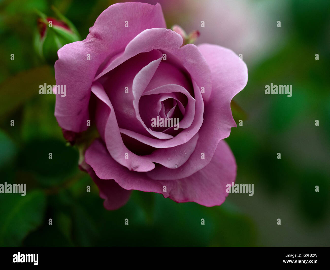 Charles de gaulle rose hi-res stock photography and images - Alamy