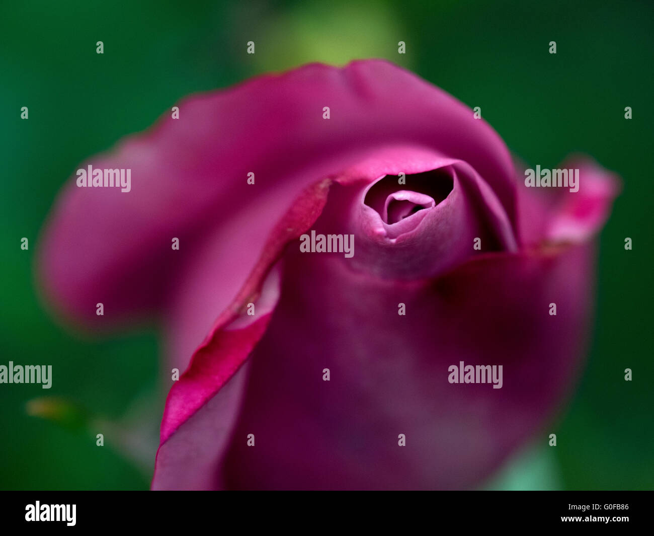 Rose Charles de Gaulle Purple Color Bud Rose Macro Bokeh Roses Stock ...