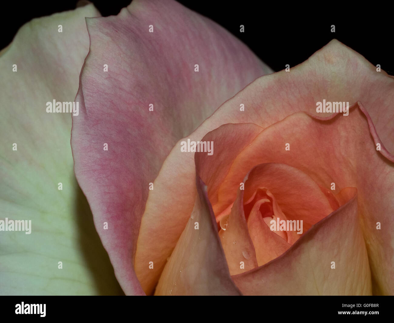 Yellow pink color hi-res stock photography and images - Alamy