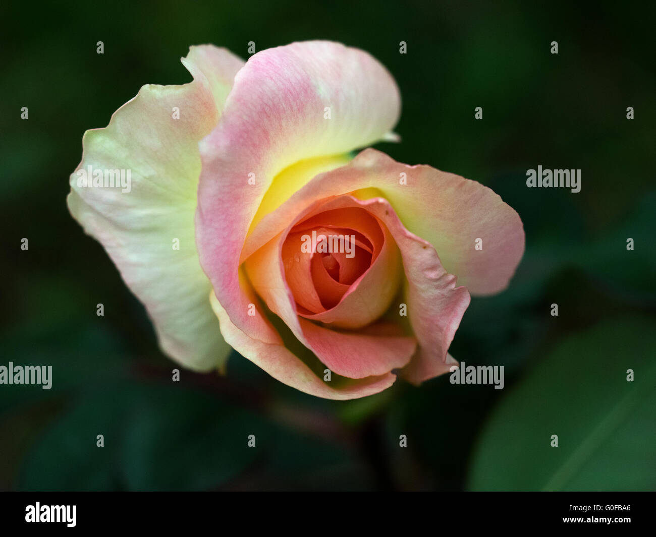 Pink color hi-res stock photography and images - Alamy