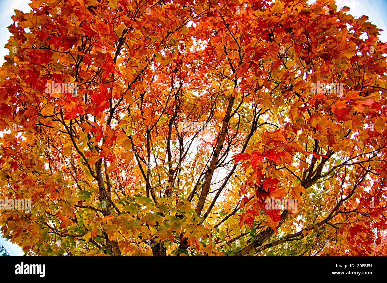 Yellow and orange and red autumn leaves in beautiful fall park Stock ...