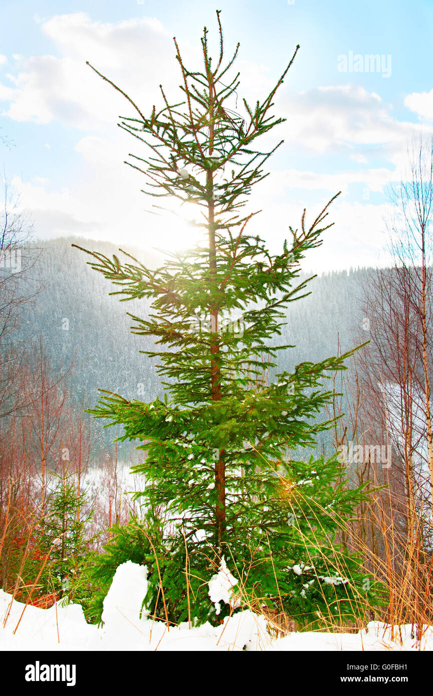 Lonely small fir tree hi-res stock photography and images - Alamy