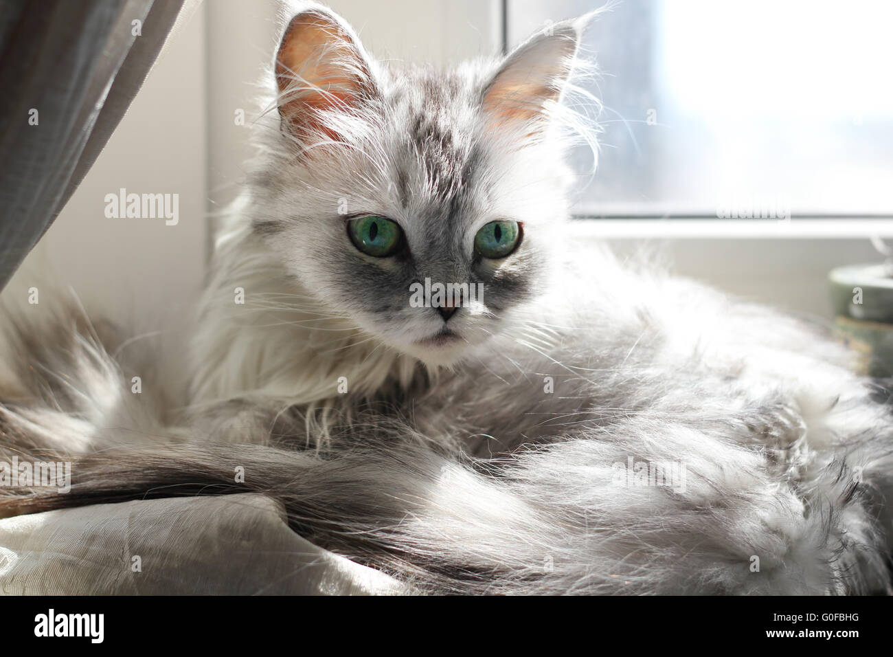 Grey cat hi-res stock photography and images - Alamy