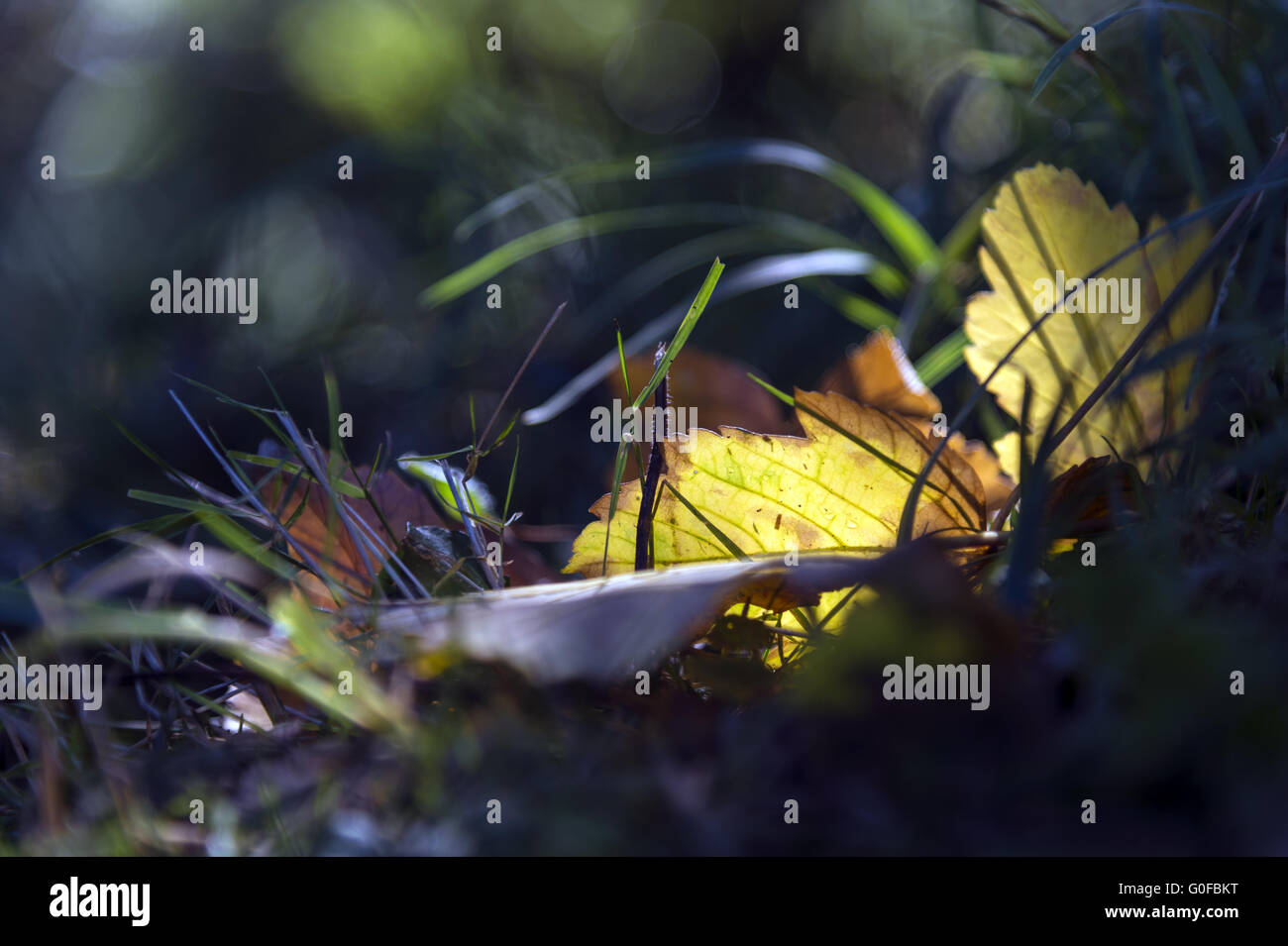 Gras leaves hi-res stock photography and images - Alamy