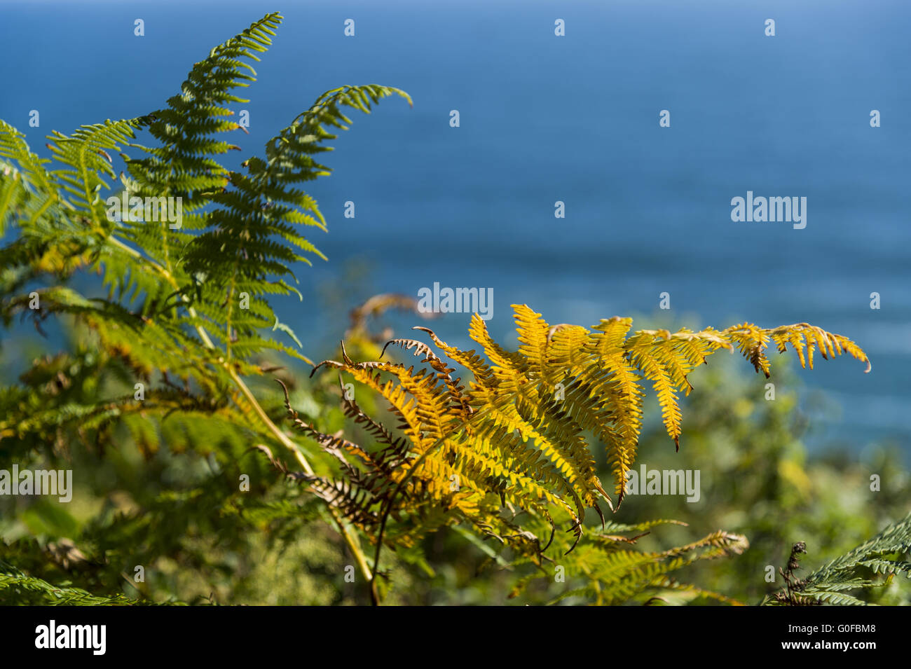Sea fern hi-res stock photography and images - Alamy