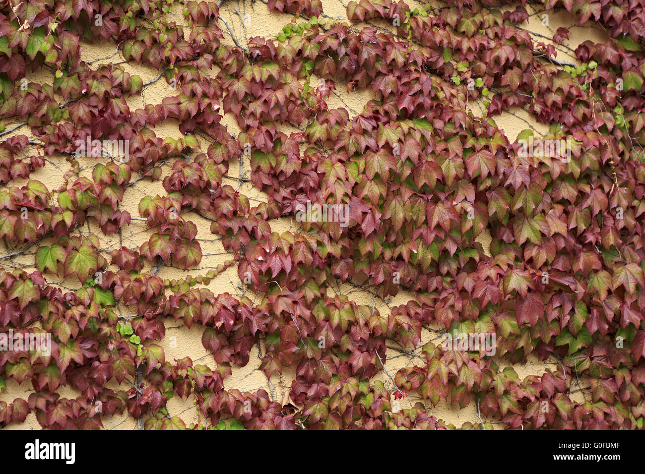 Beautiful ivy on the outside wall of house in Ireland Stock Photo - Alamy
