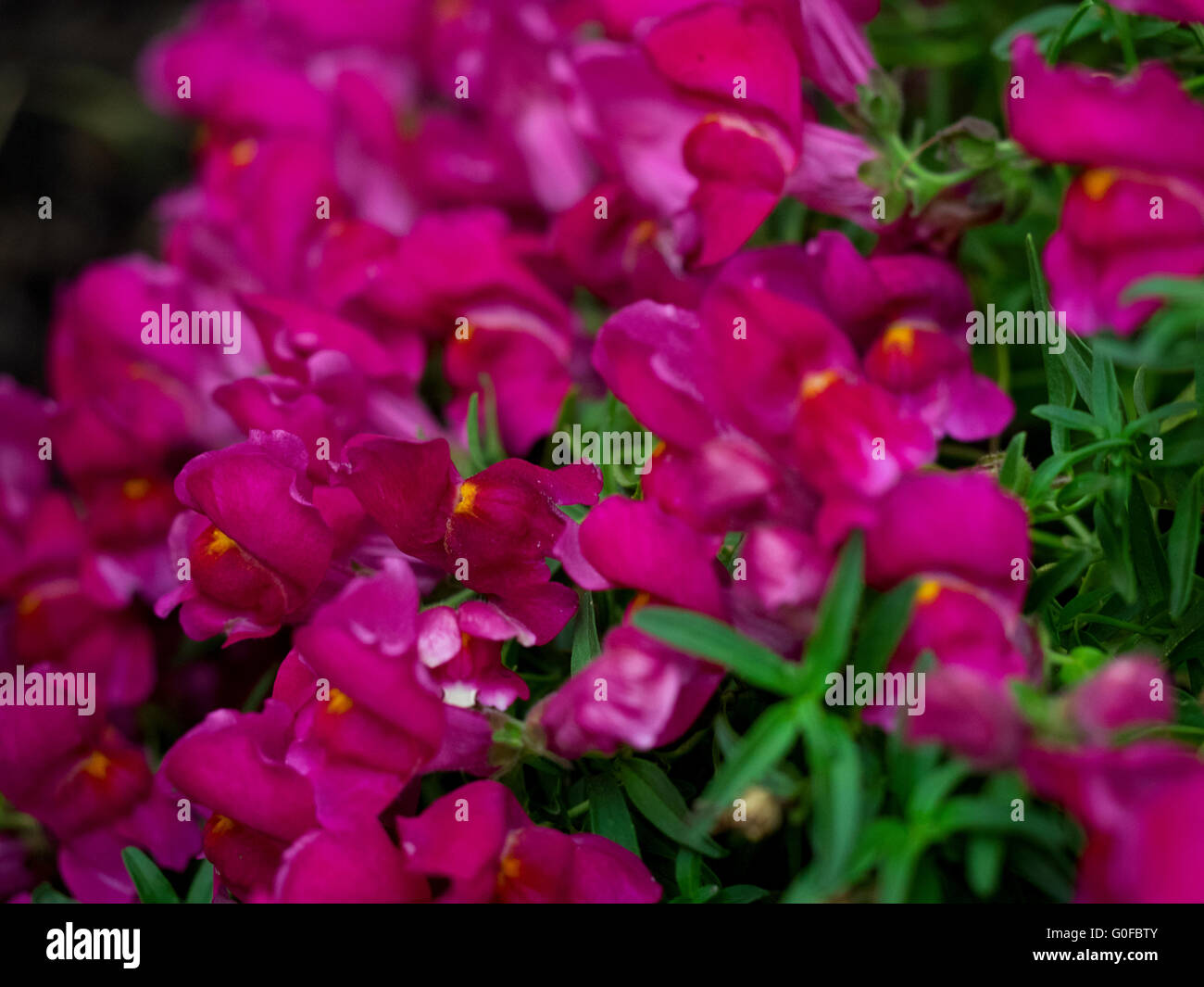 Snap Dragons Purple Color Macro Bokeh Snapdragon Stock Photo - Alamy