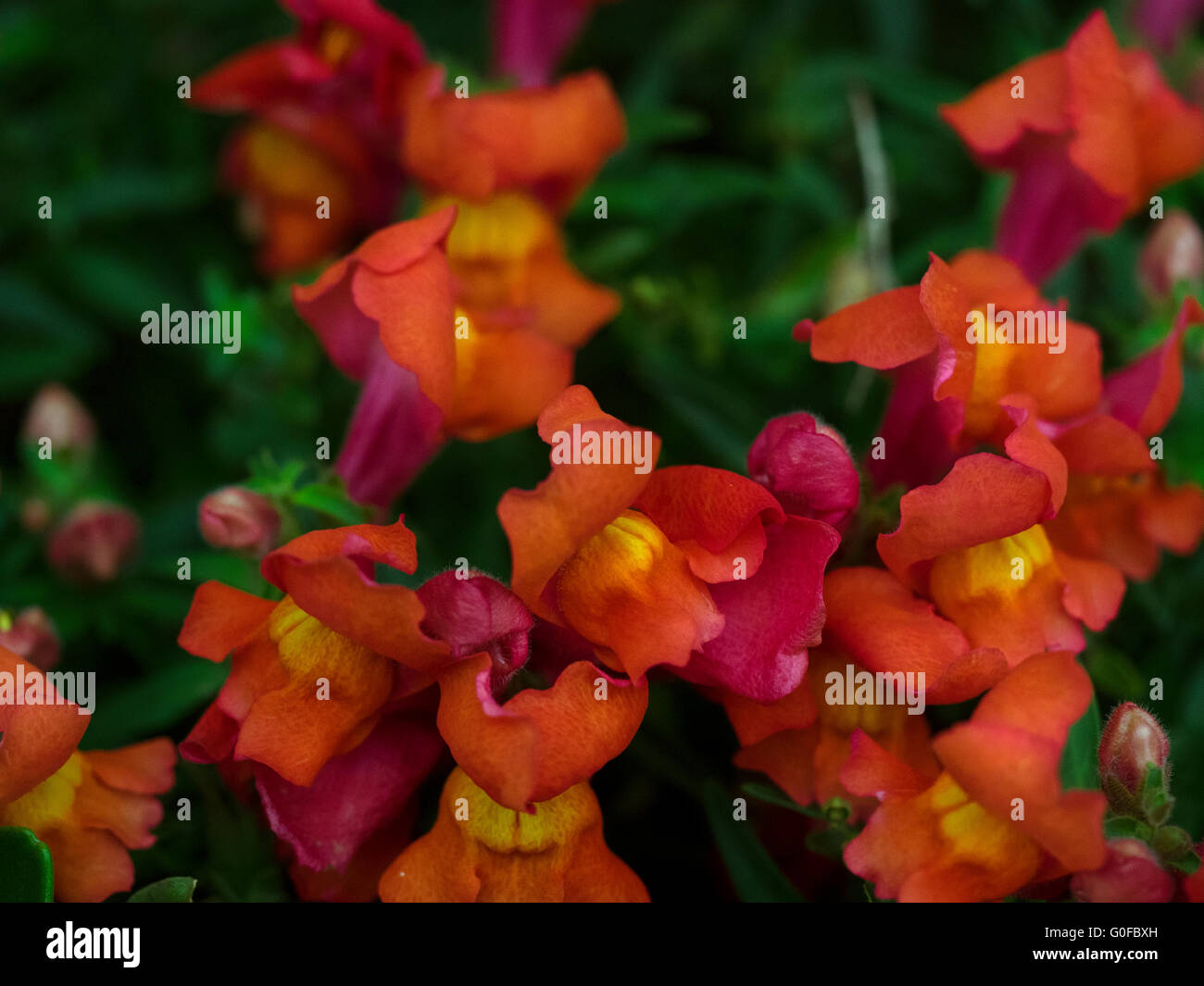 Snap Dragons Orange Yellow Color Macro Bokeh Snapdragon Stock Photo - Alamy