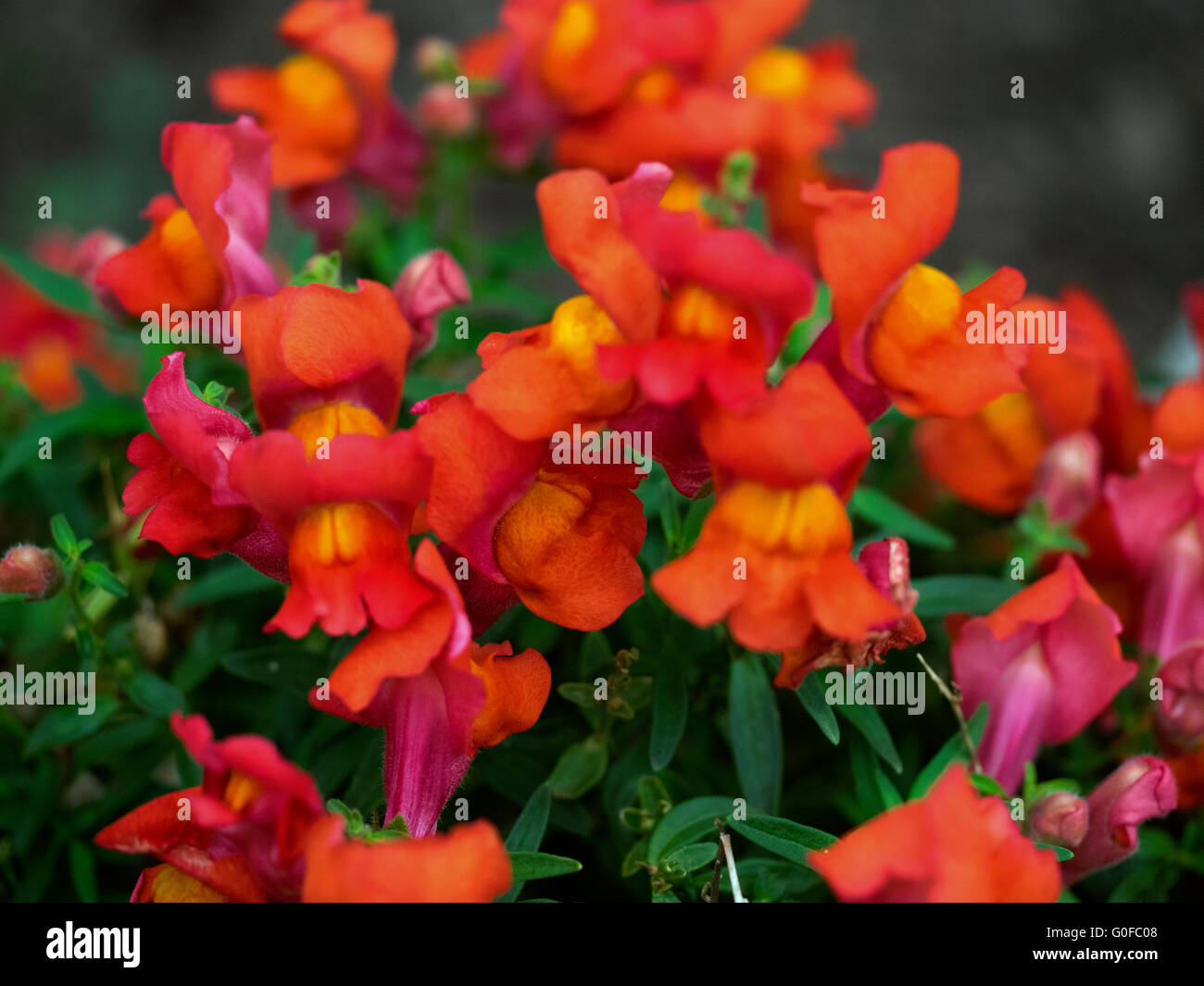 Snap Dragons Orange Yellow Color Macro Bokeh Snapdragon Stock Photo - Alamy