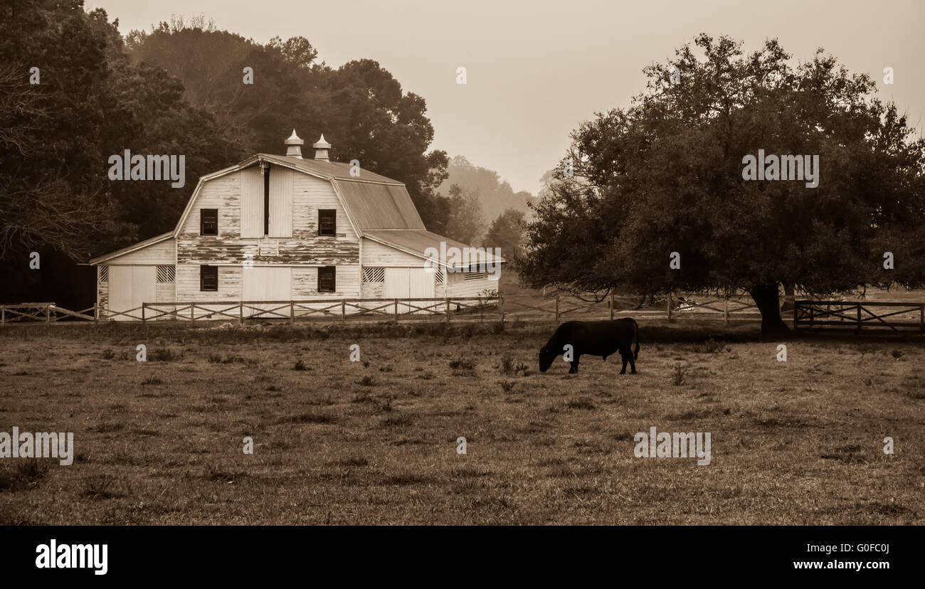 landscape view of a cow farm ranch in fog Stock Photo - Alamy