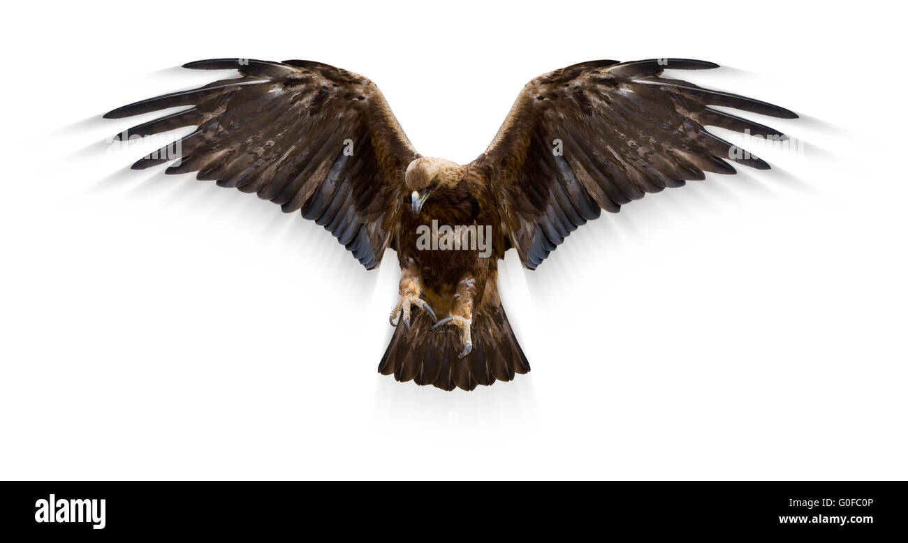 Golden heaven bird isolated hi-res stock photography and images - Alamy