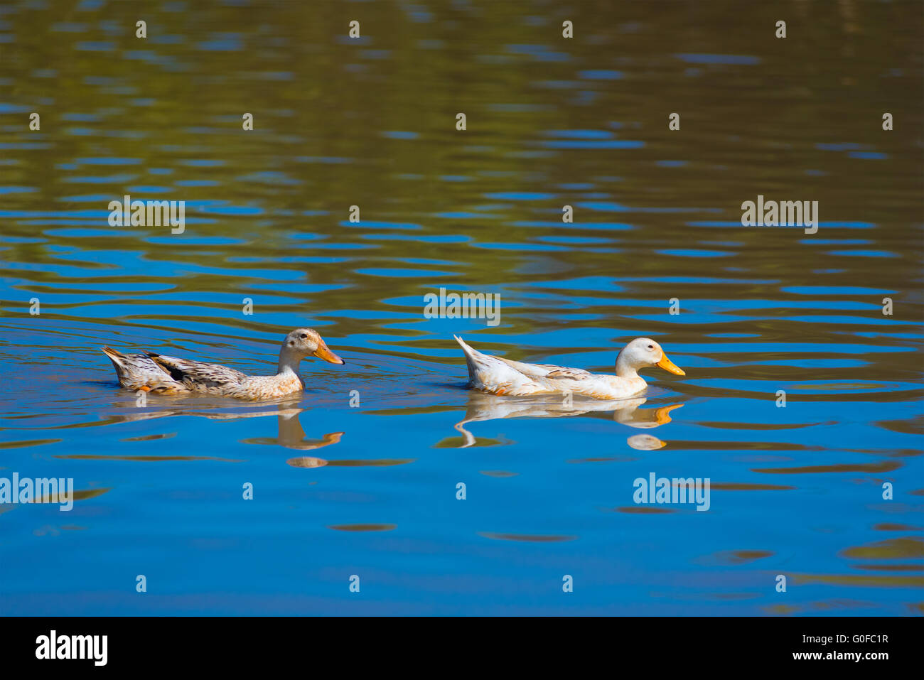 two ducks on water Stock Photo - Alamy