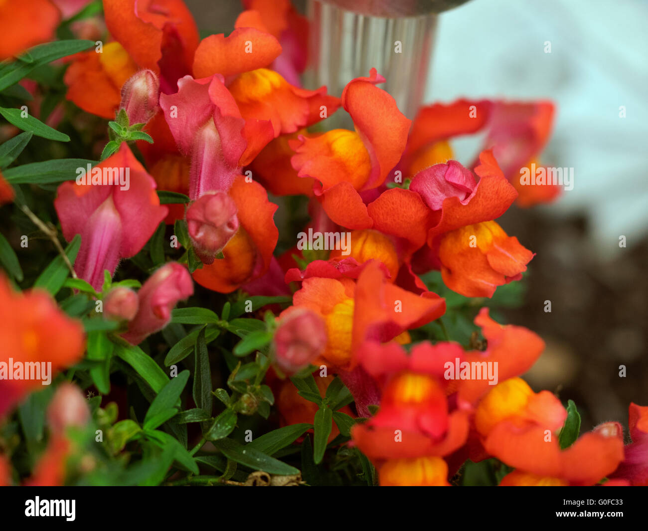 Snap Dragons Orange Yellow Color Macro Bokeh Snapdragon Stock Photo - Alamy