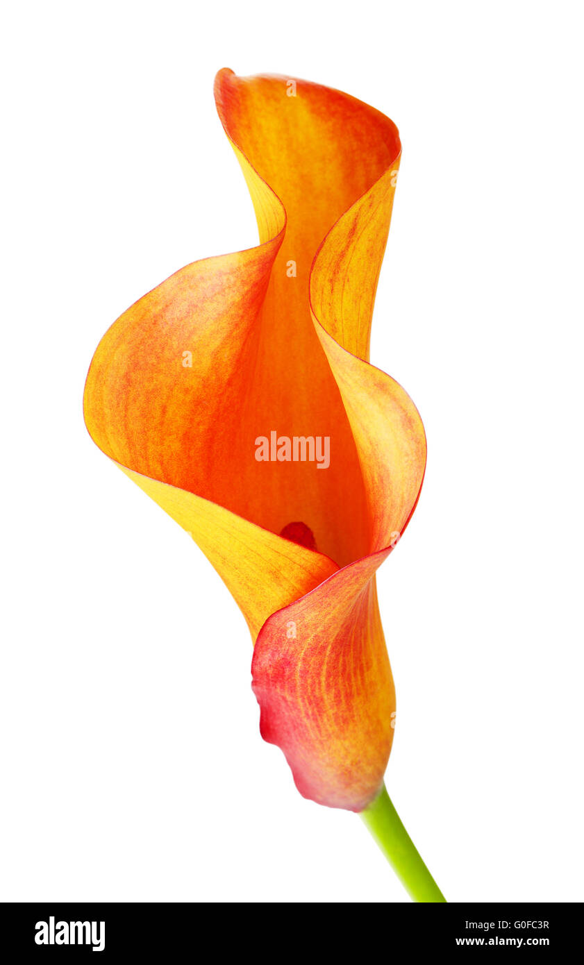 Orange Calla Lily Flower Stock Photo - Alamy