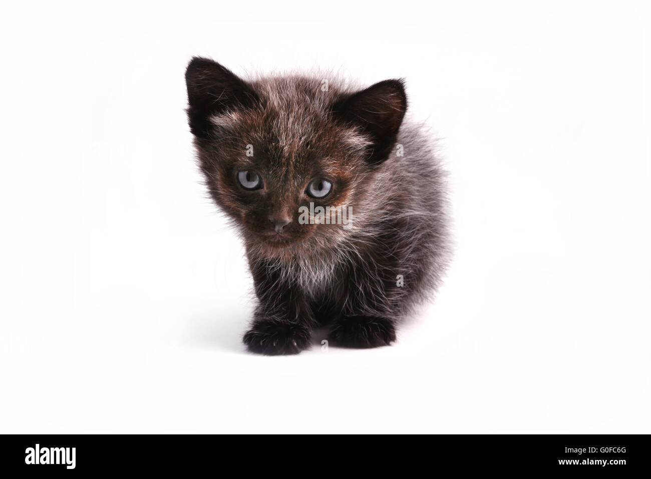 The small kitten Stock Photo - Alamy