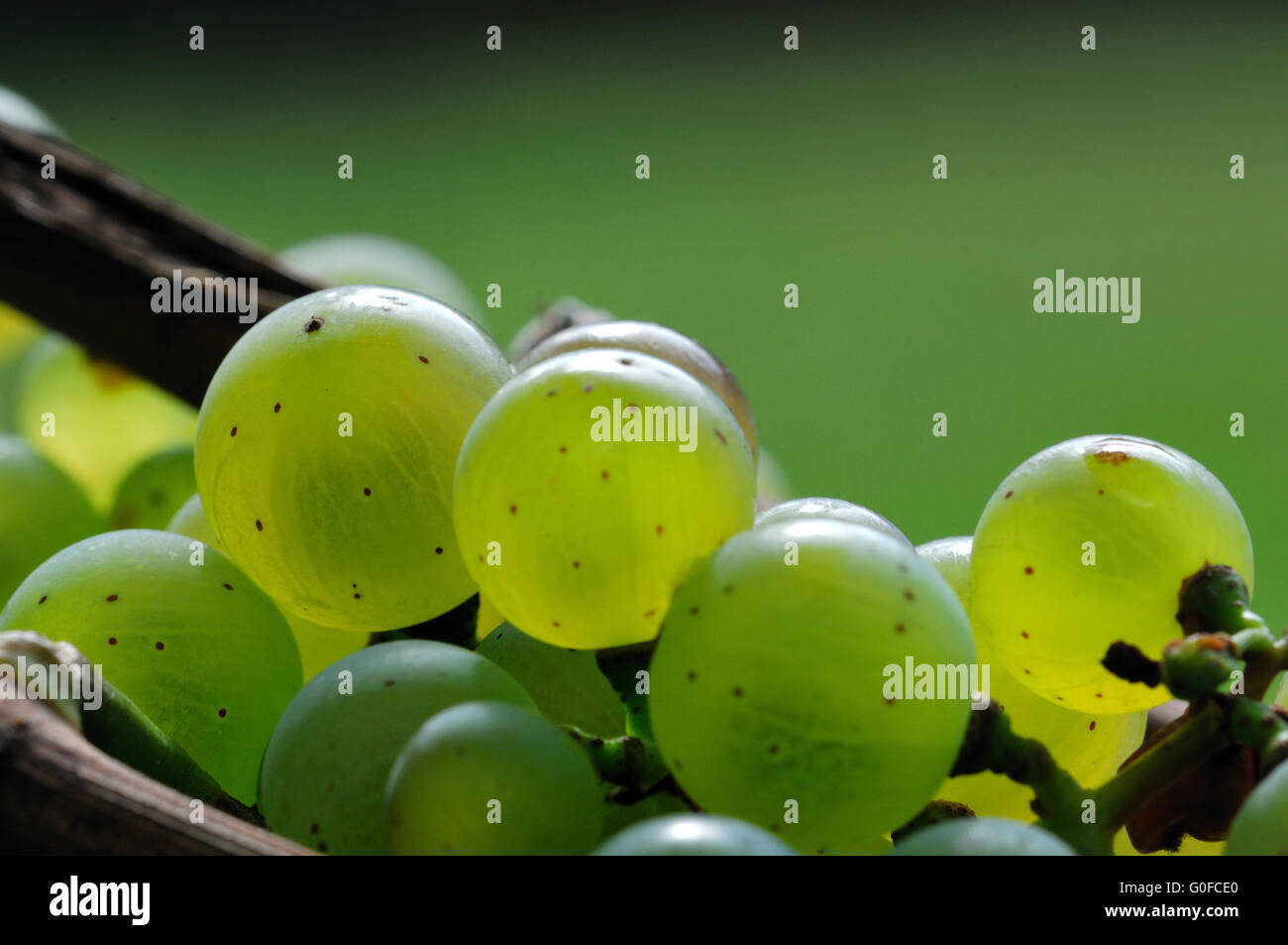 Ripened grape hi-res stock photography and images - Alamy