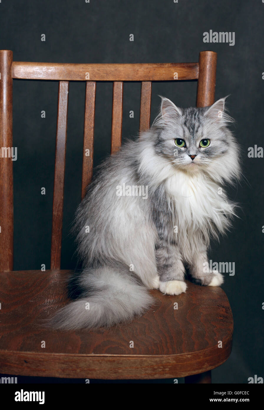 Cat on a chair Stock Photo - Alamy