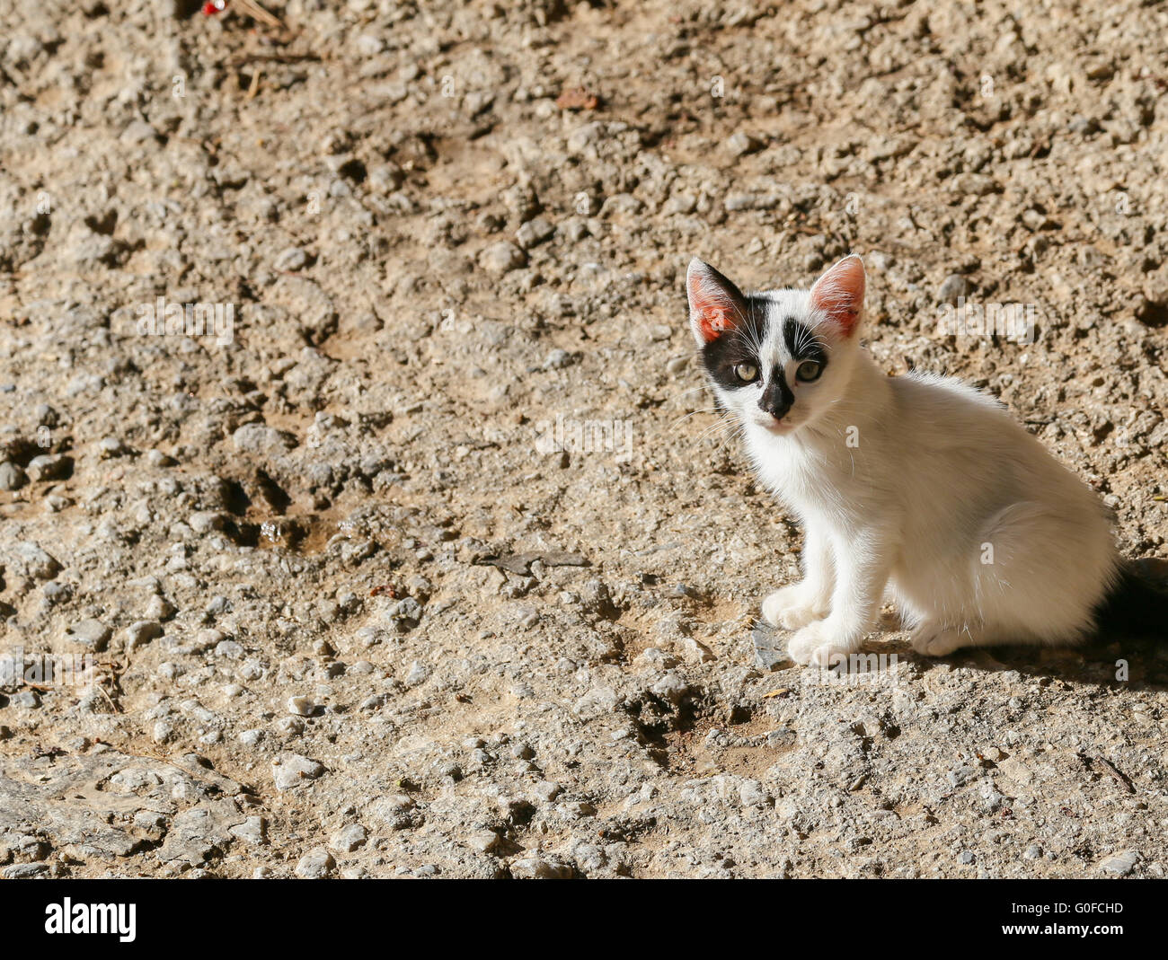 Big Red Ears Stock Photo - Alamy