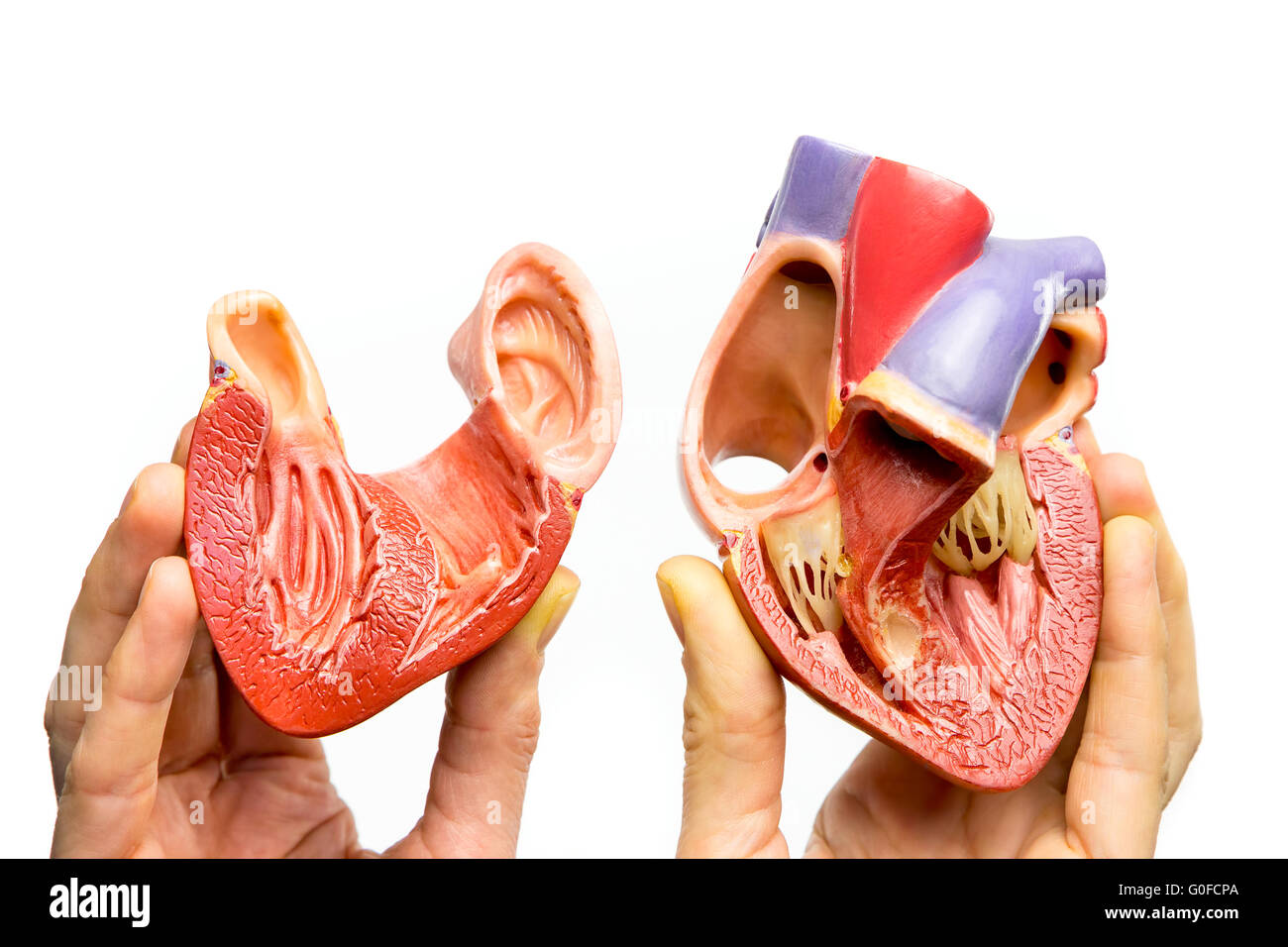 Heart anatomy interior hi-res stock photography and images - Alamy