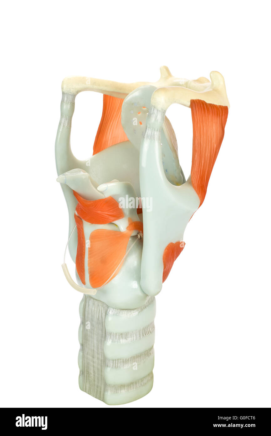 Human larynx hi-res stock photography and images - Alamy