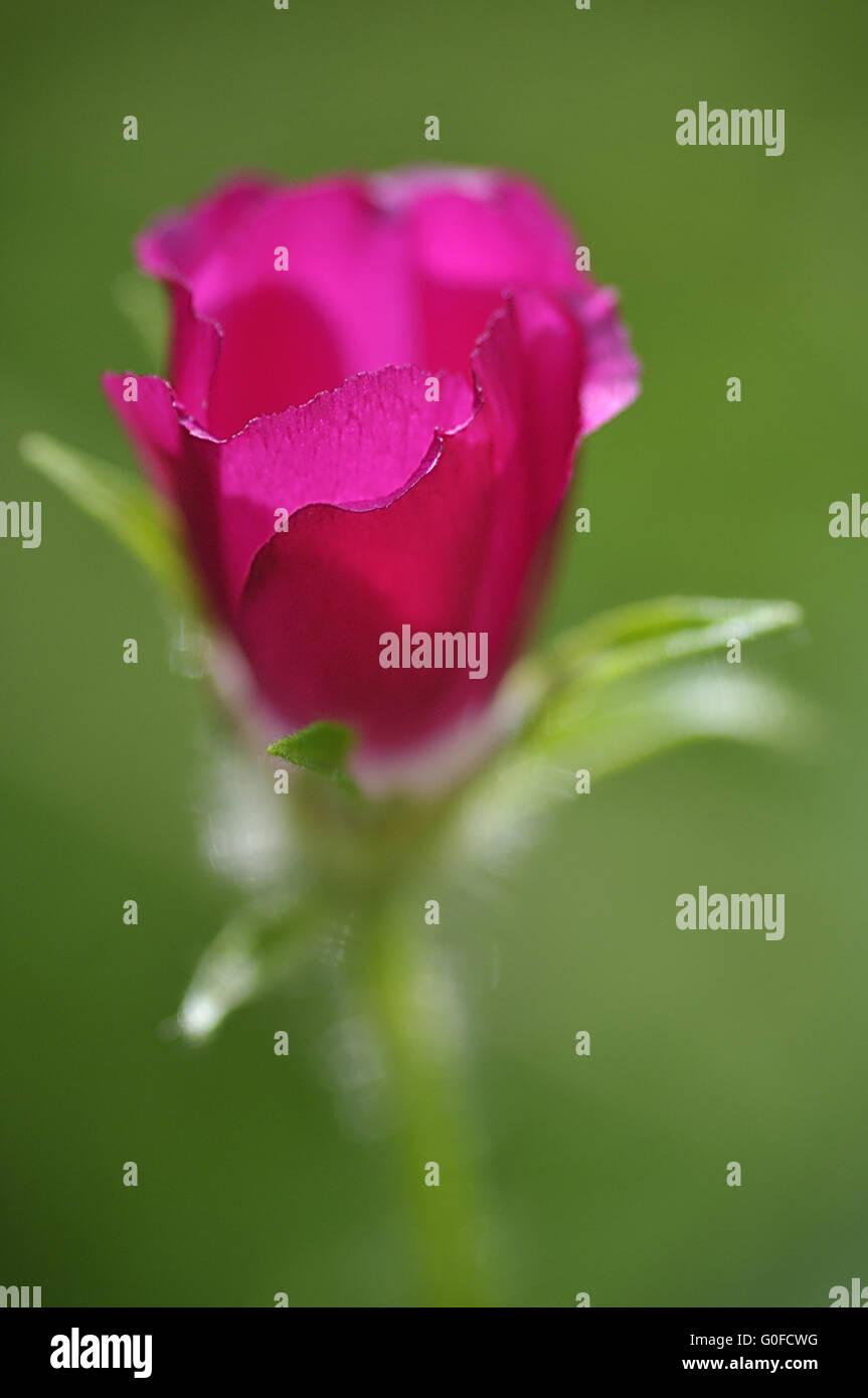 Artistic beauty of nature hi-res stock photography and images - Alamy