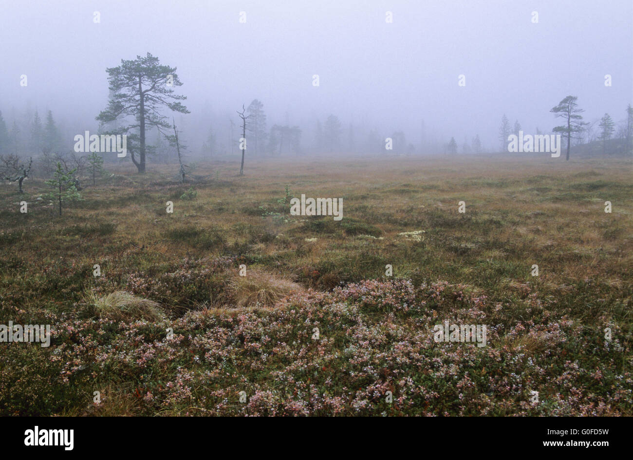 Hill moor in fog hi-res stock photography and images - Alamy