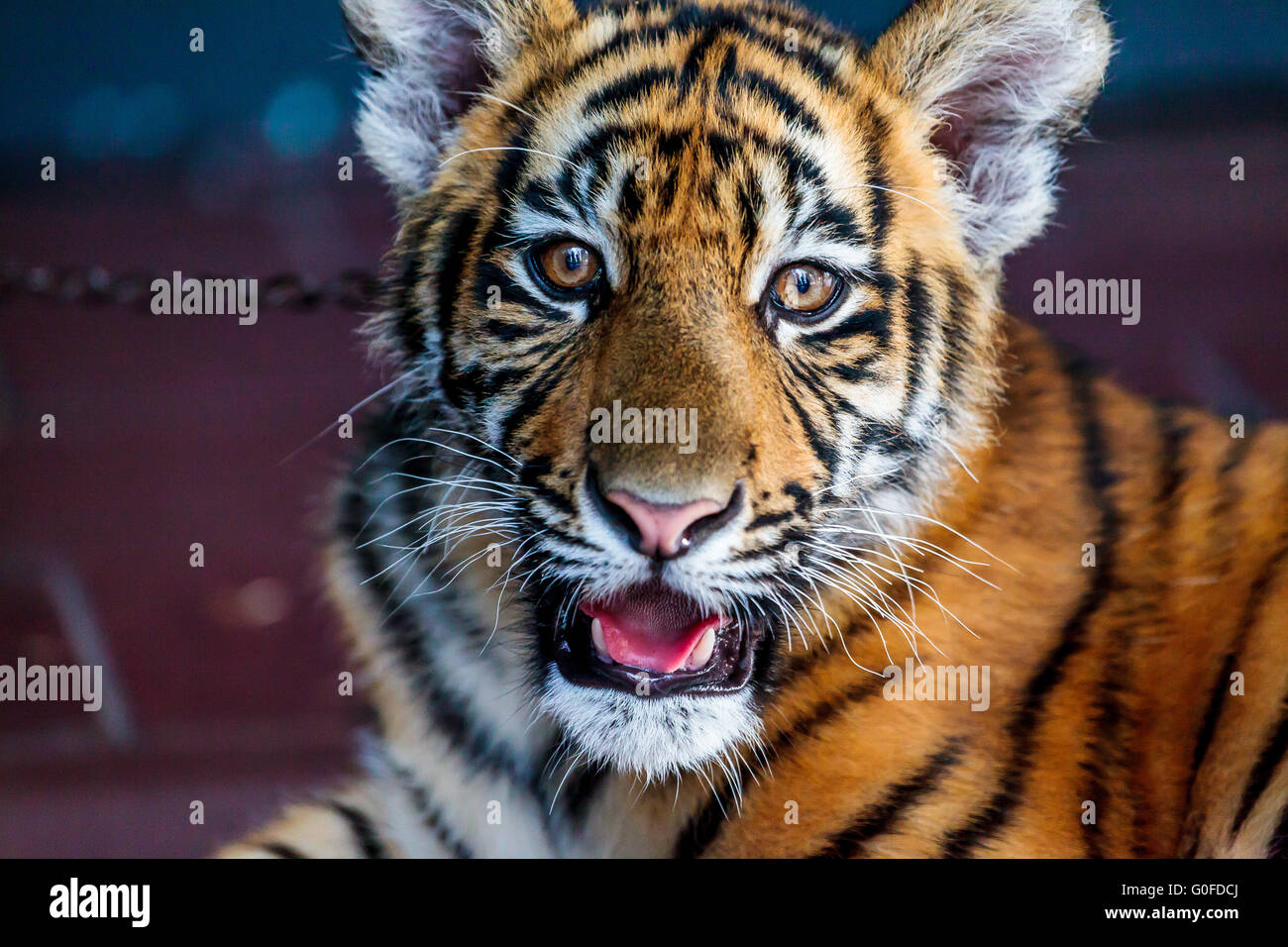 Wild baby tiger not captive not zoo hi-res stock photography and images ...