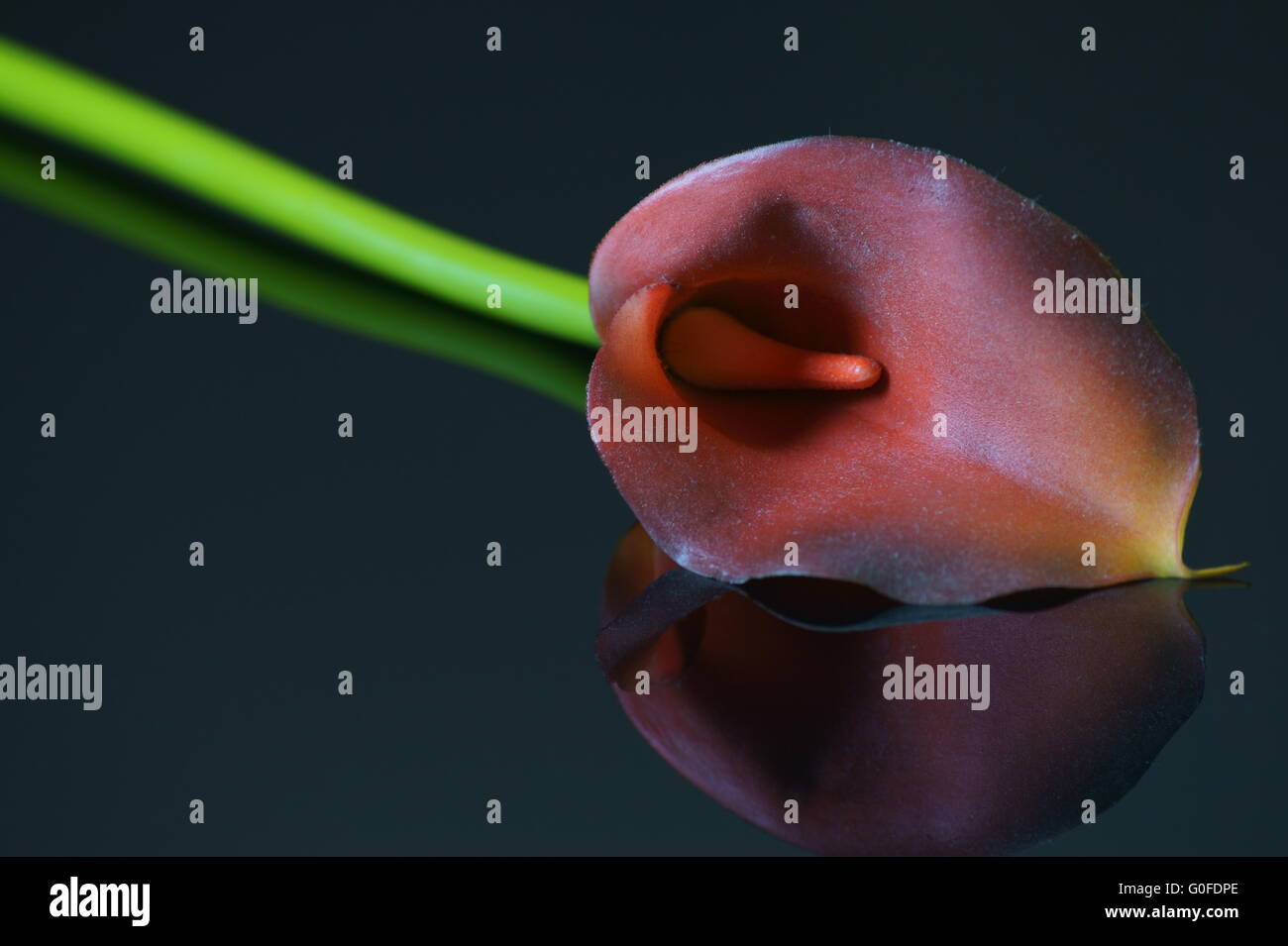 red Calla palustris close up view Stock Photo - Alamy